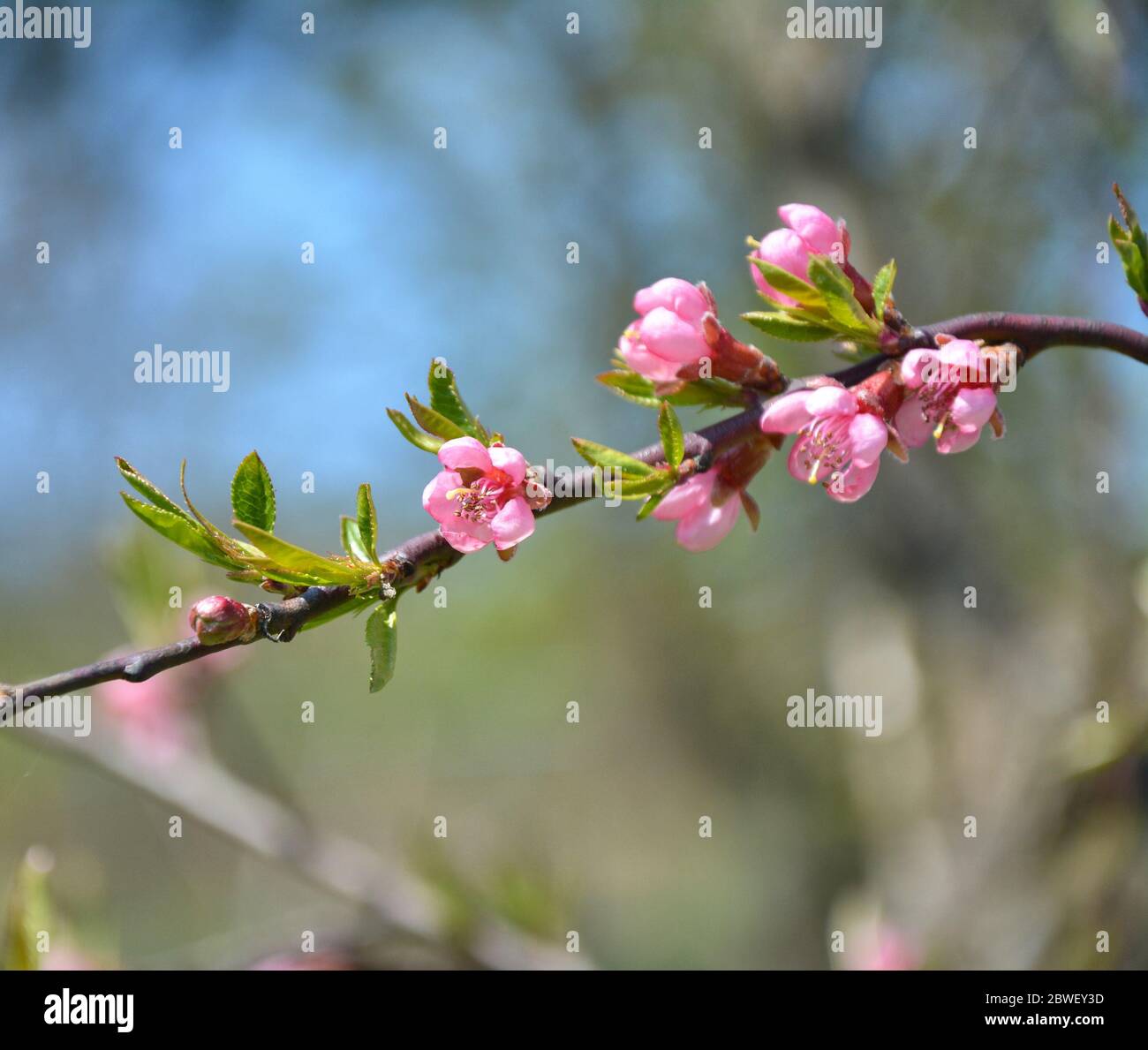 Pink peach blossom tree branch Stock Photo - Alamy