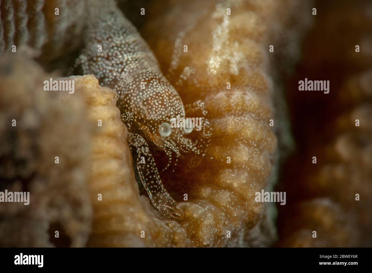 Scorpion shrimp (Metapontonia scorpio) symbiotic coral Goniastrea, size ...
