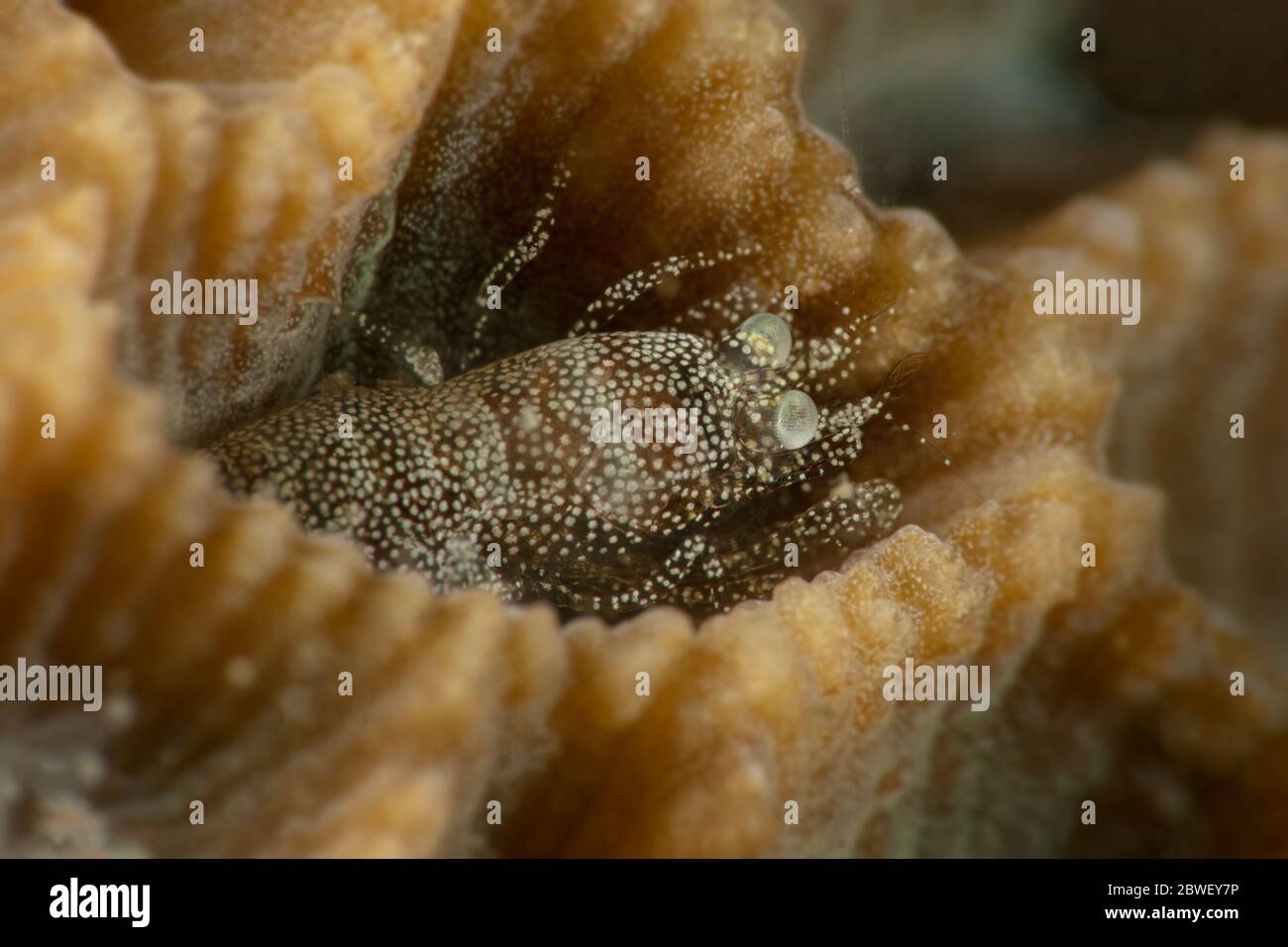 Scorpion shrimp (Metapontonia scorpio) symbiotic coral Goniastrea, size ...