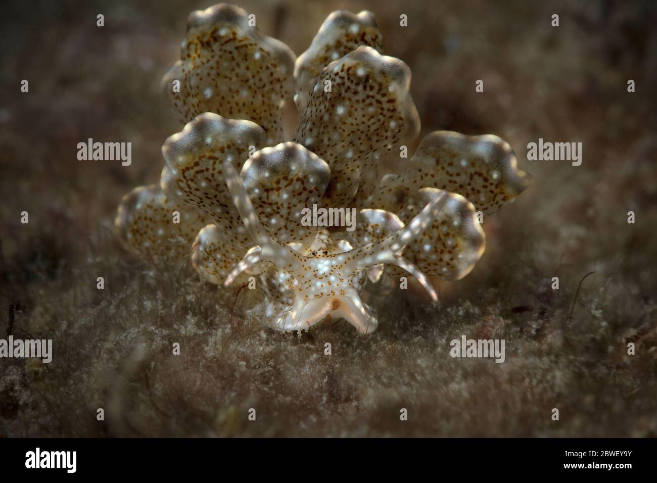 Nudibranch Cyerce bourbonica. Underwater macro photography from Romblon ...