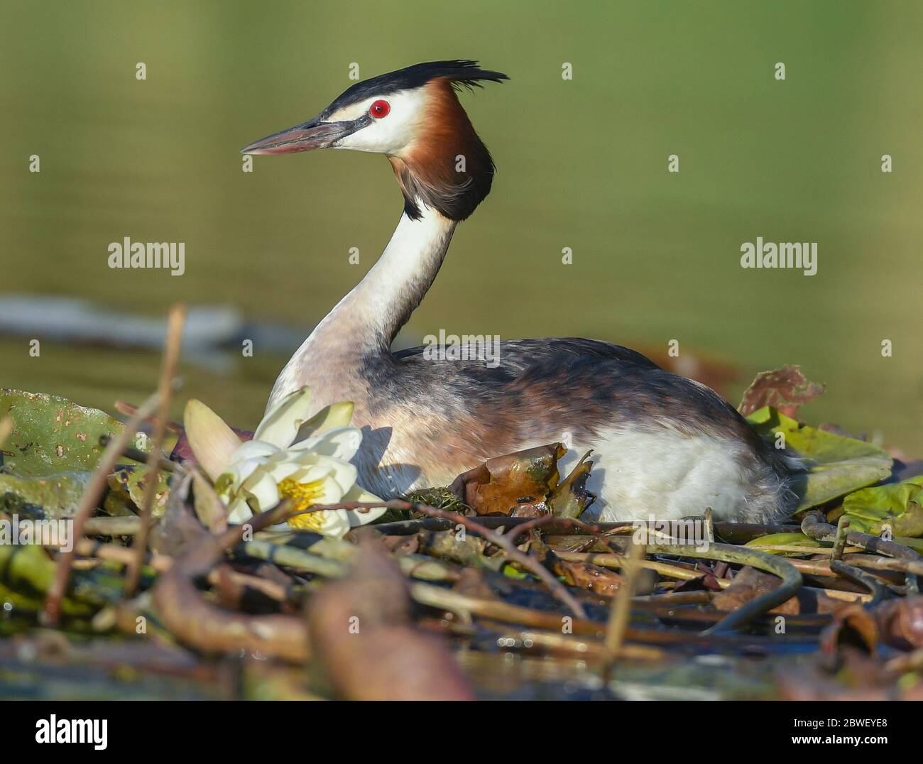 Falkenhagen, Germany. 31st May, 2020. A great crested grebe (Podiceps ...