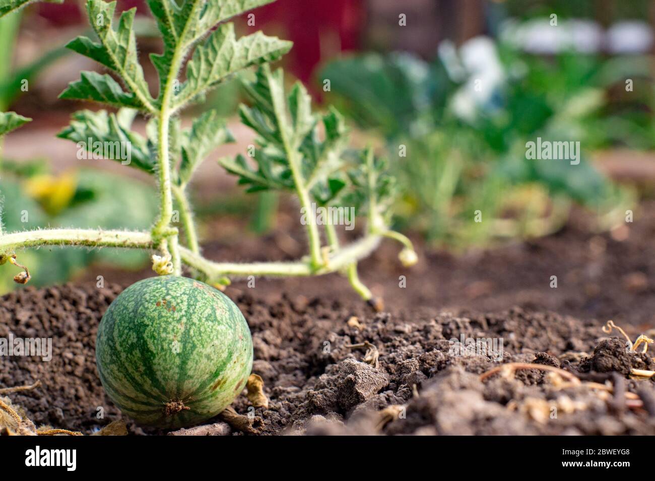 Organic watermelon growing on the field at eco farm. Closeup of growing ...