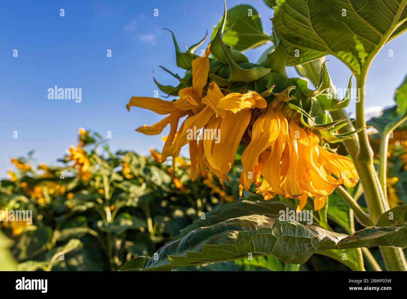 Side View Sunflower Giant Leaves