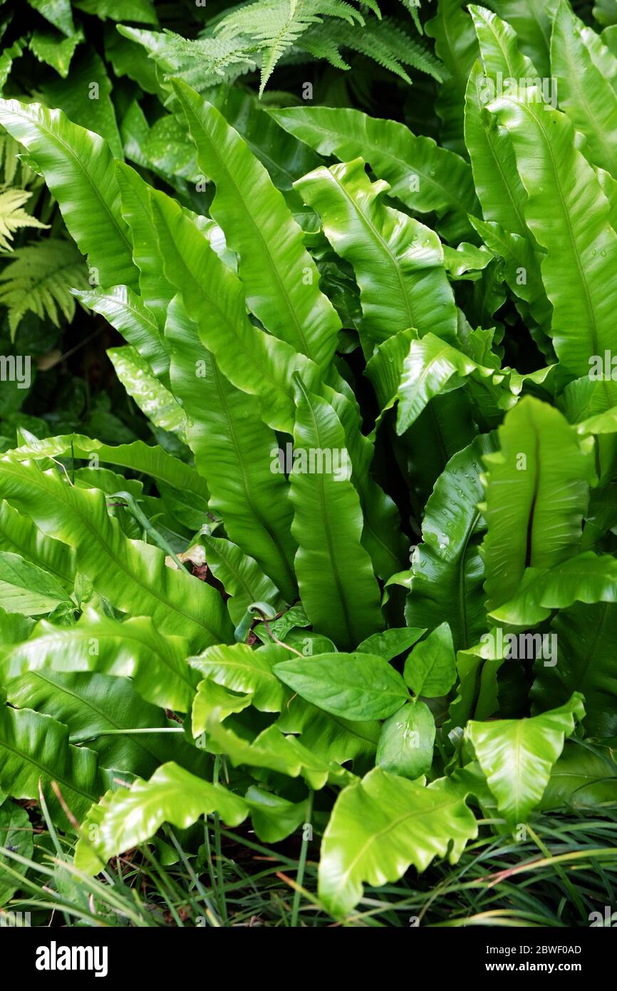 Asplenium scolopendrium hi-res stock photography and images - Alamy