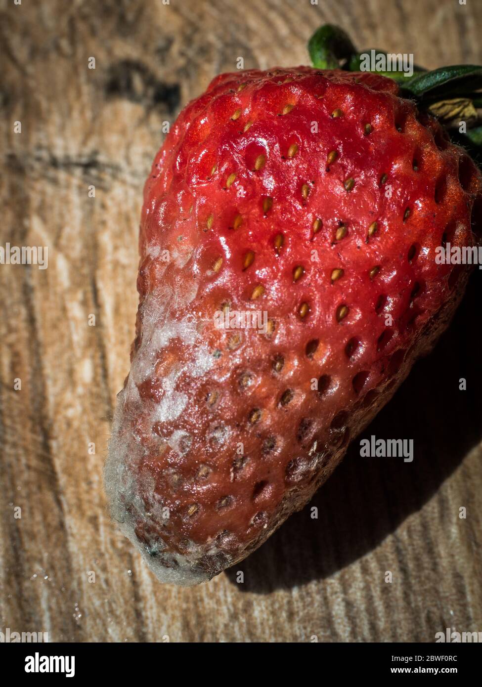Rotten strawberry hi-res stock photography and images - Alamy
