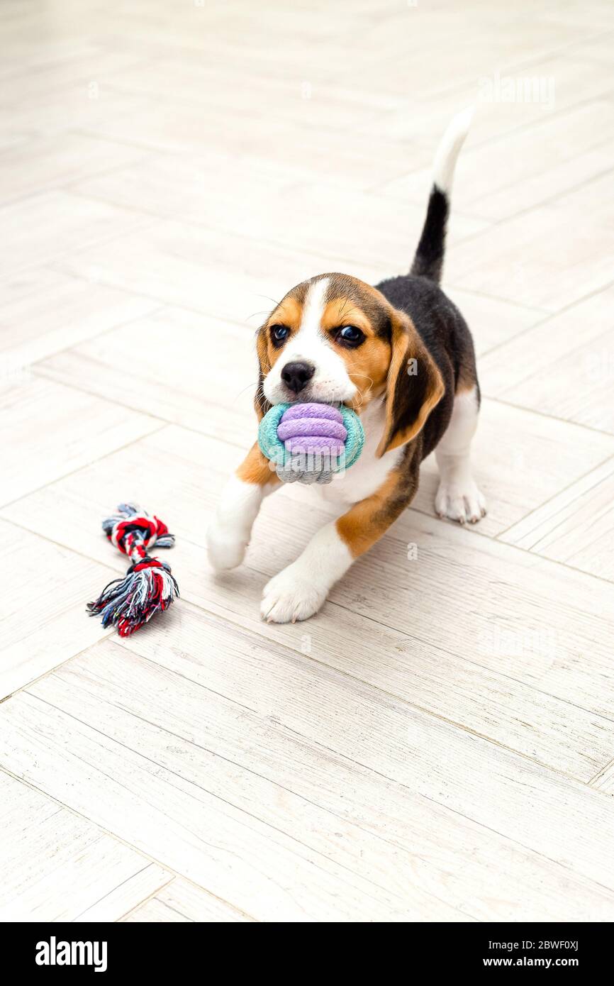 Beagle puppy plays at home with a ball. Vertical format Stock Photo - Alamy