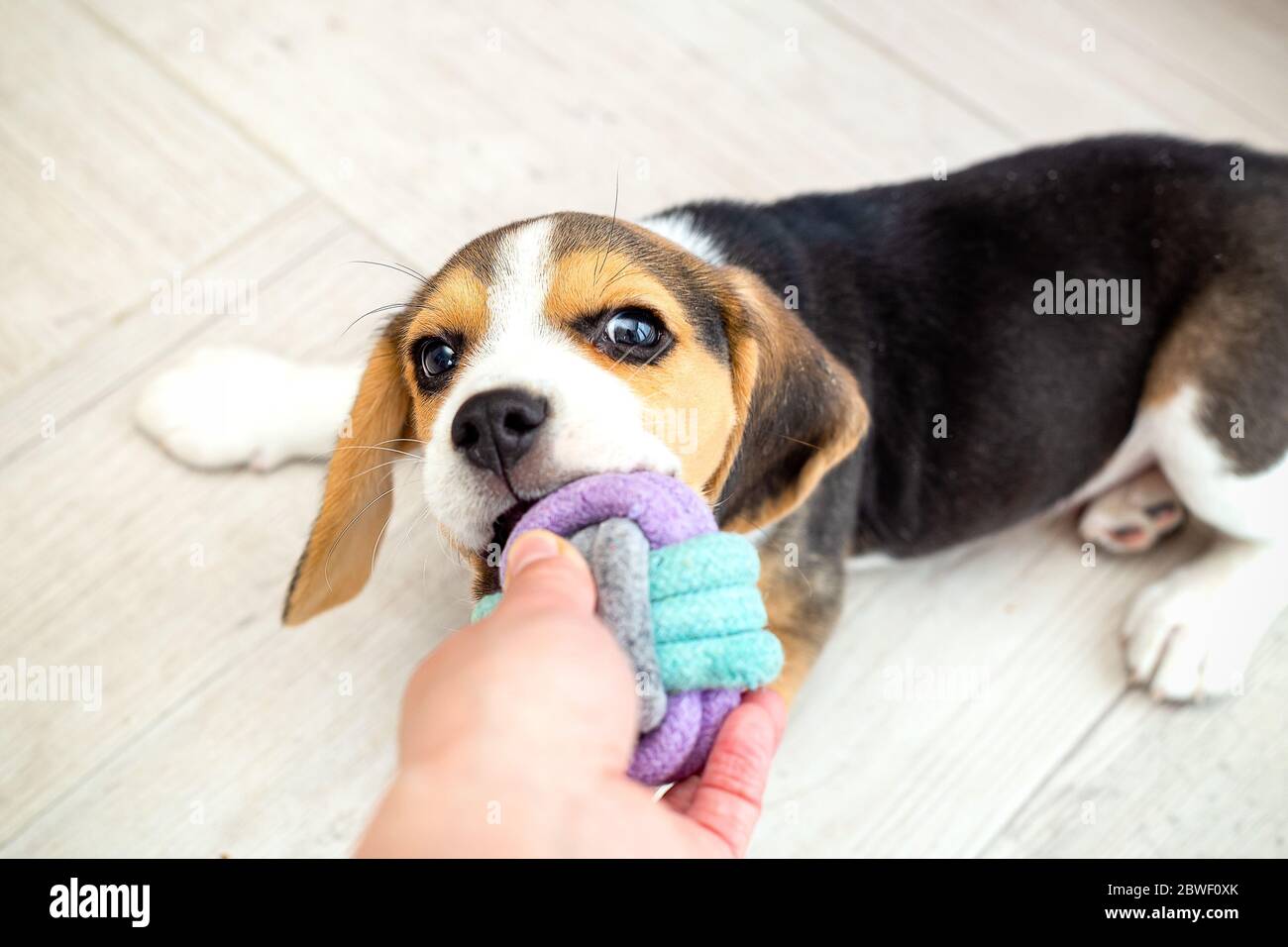 Beagle puppy plays at home with a ball. Life style. Animal Stock Photo ...