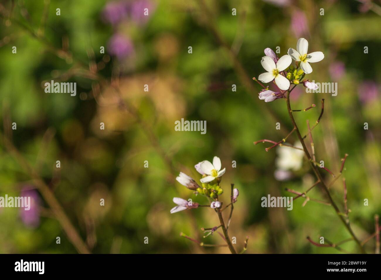 Wall rocket bloom hi-res stock photography and images - Alamy
