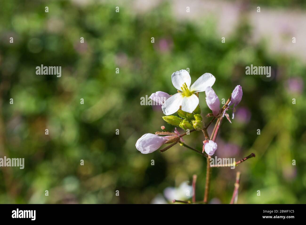 Wall rocket bloom hi-res stock photography and images - Alamy