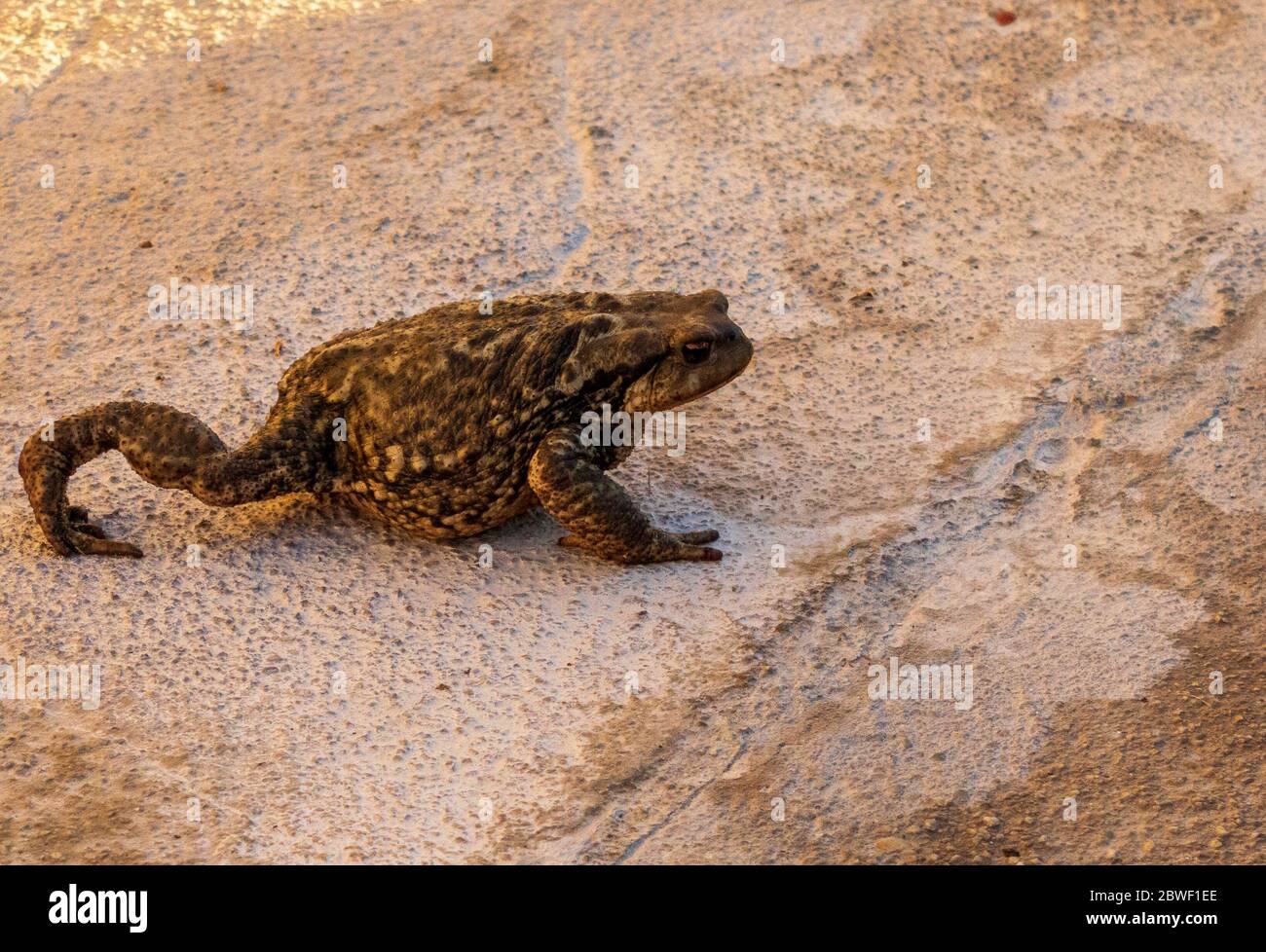 B spinosus hi-res stock photography and images - Alamy