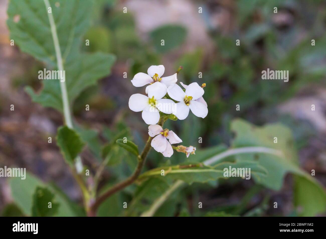 White wall rocket hi-res stock photography and images - Alamy