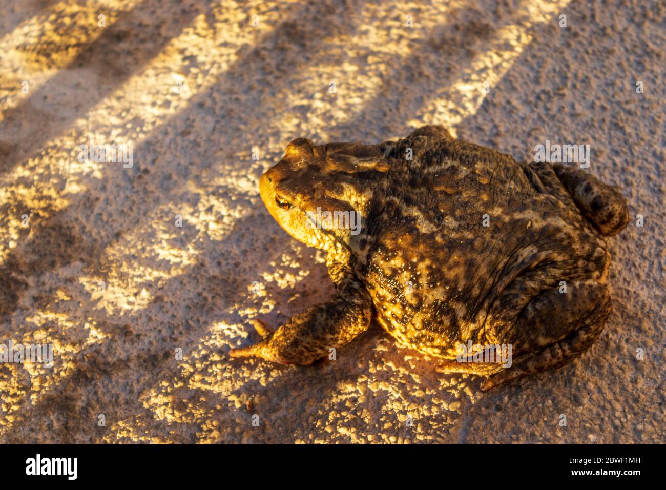 Bufo spinosus, Spiny Toad Stock Photo - Alamy