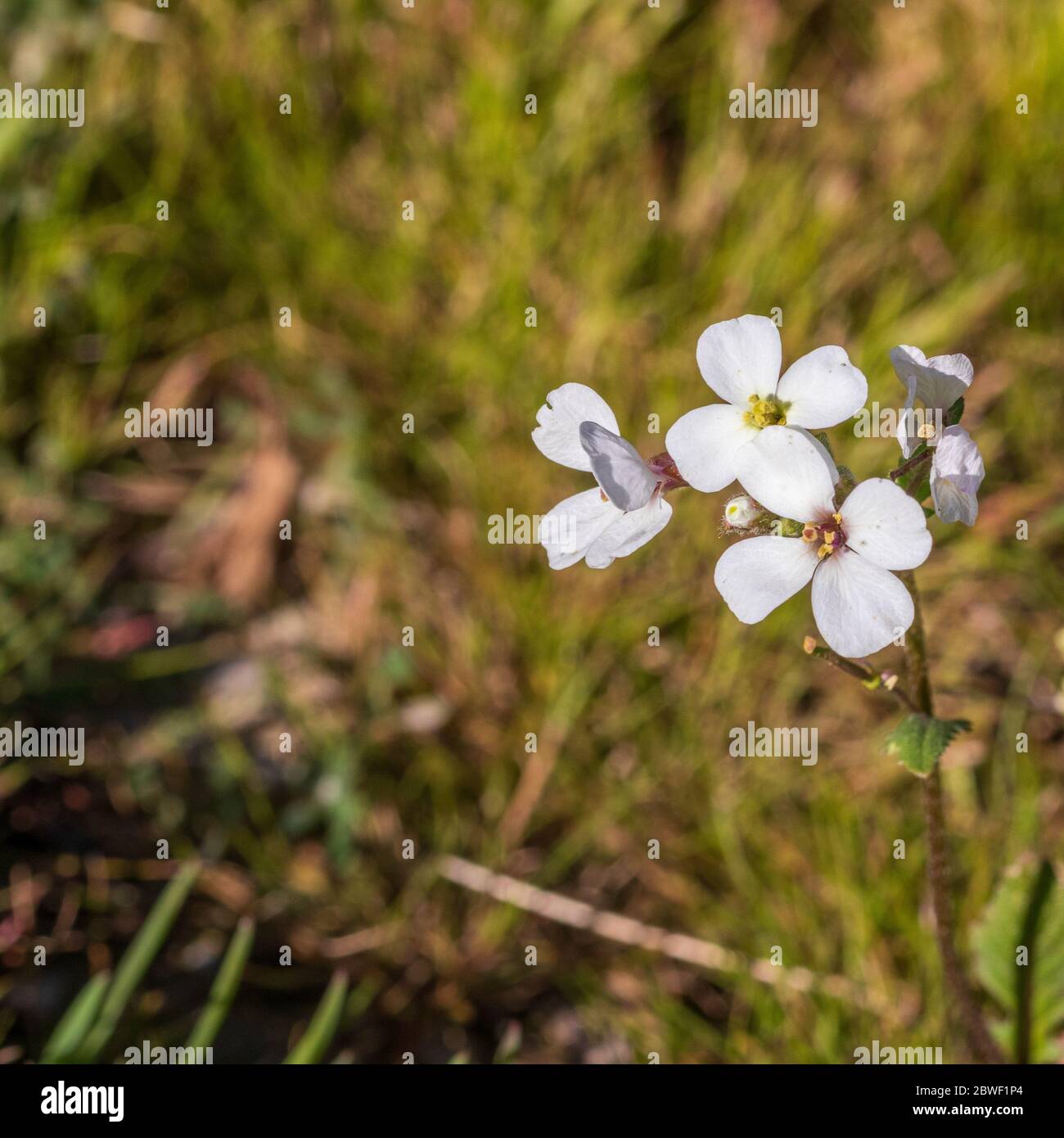 White wall rocket hi-res stock photography and images - Alamy