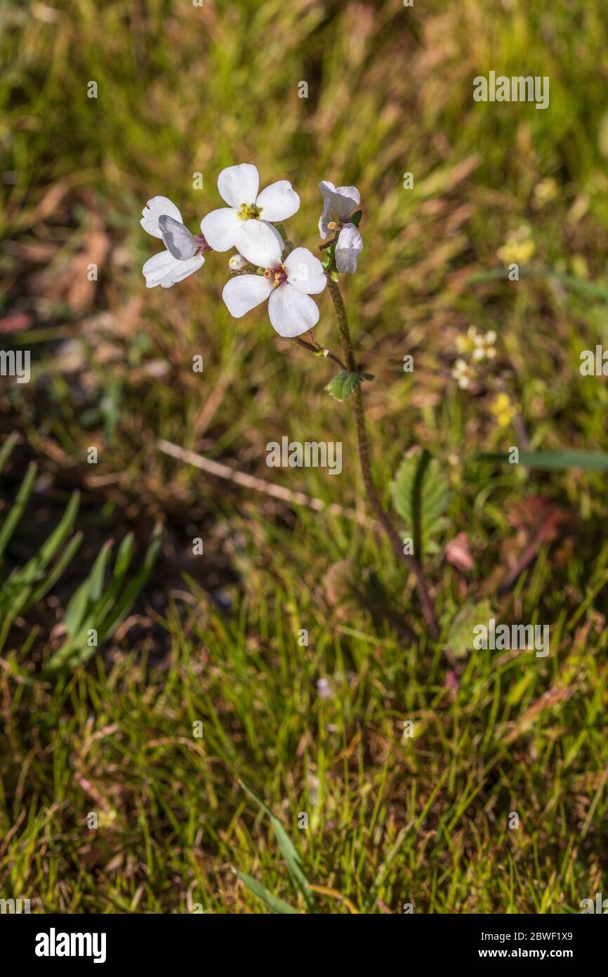 White wall rocket hi-res stock photography and images - Alamy