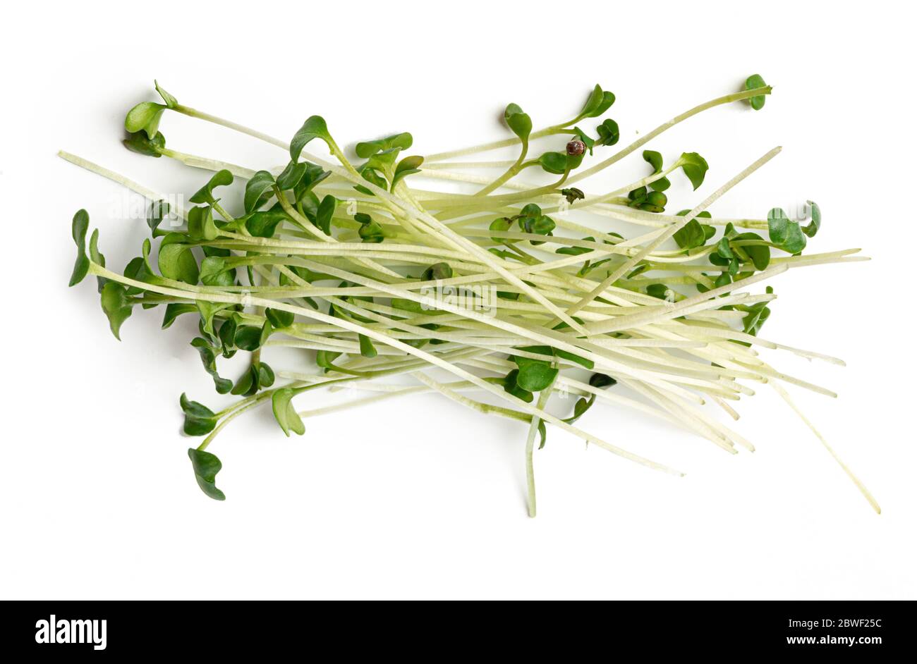 Bunch of micro green sprouts isolated on white background Stock Photo ...