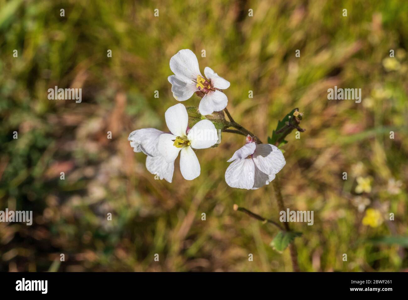 Wall rocket bloom hi-res stock photography and images - Alamy
