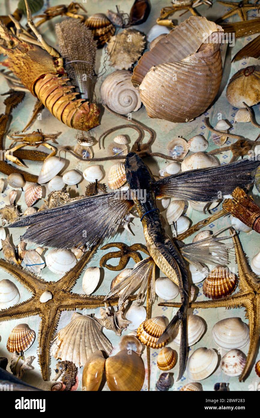 Abstract Decorative Dry Seashells Natural Concept Photo Stock Photo - Alamy