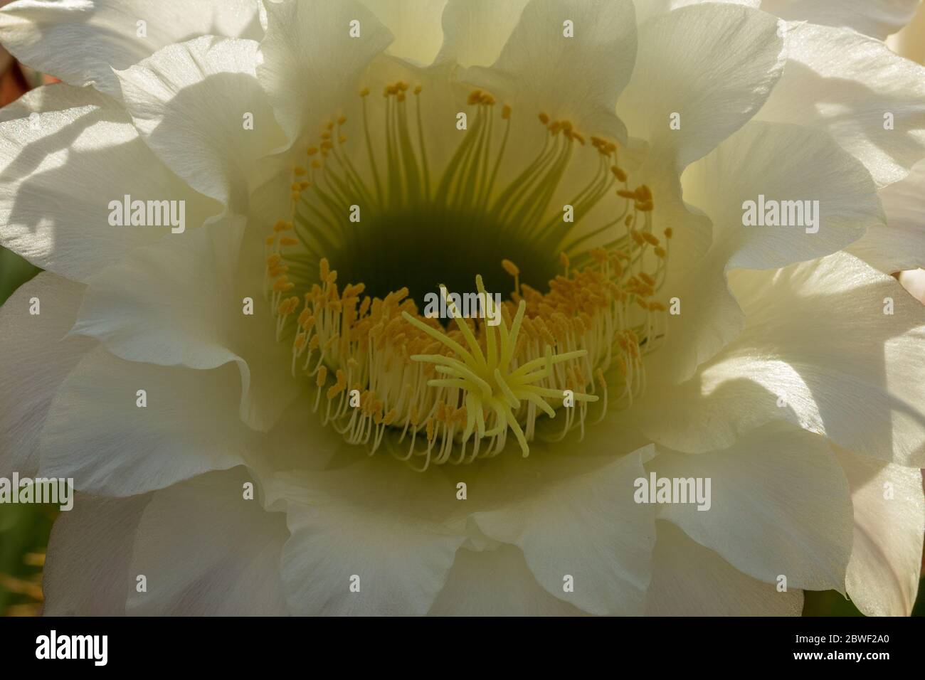 Trichocereus flowers hi-res stock photography and images - Alamy