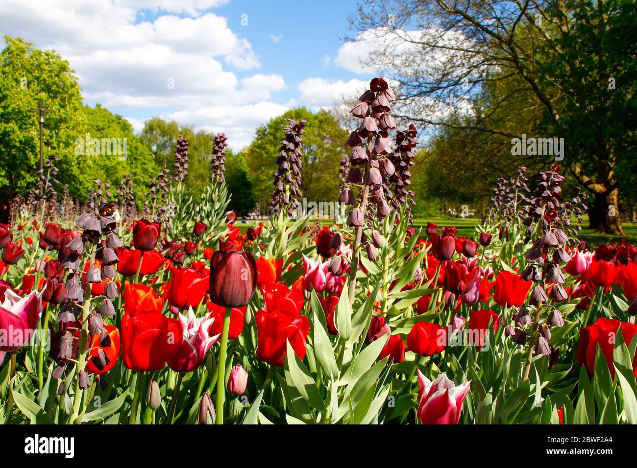 Field flower mix hi-res stock photography and images - Alamy