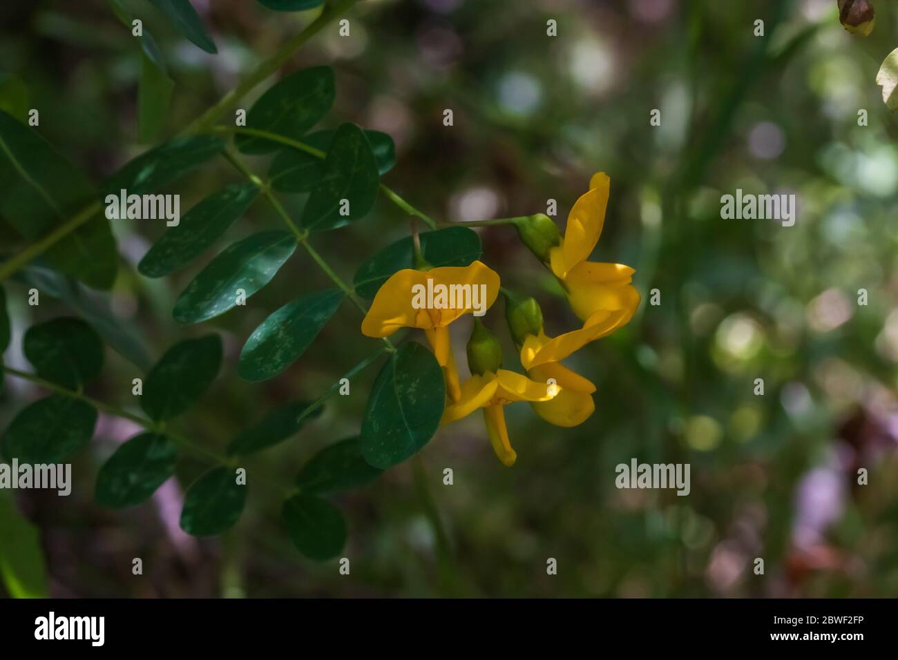 Colutea High Resolution Stock Photography and Images - Alamy