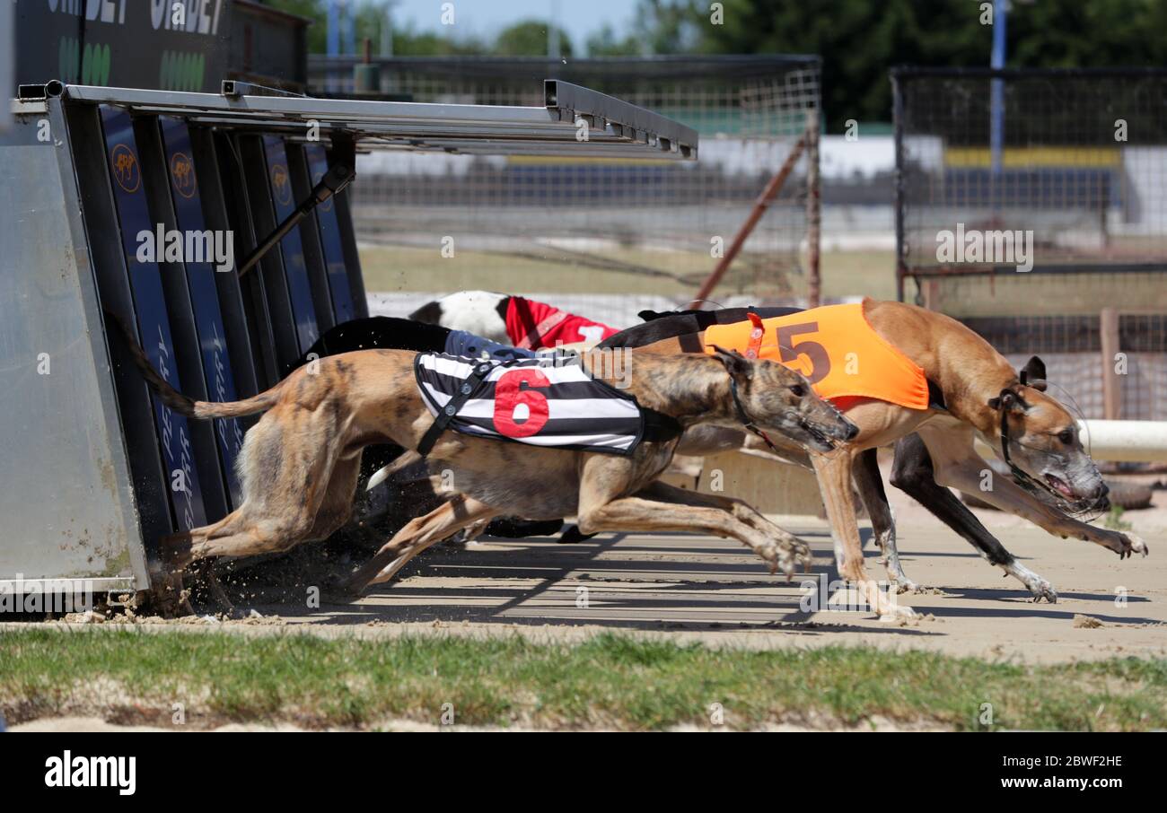 Greyhounds run out of the traps at the start of the 12:51 race at Perry ...