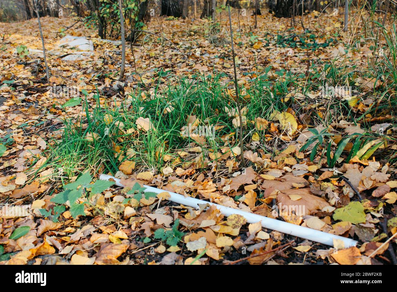 Garbage in the forest. Pollution of the forest by plastic Stock Photo ...