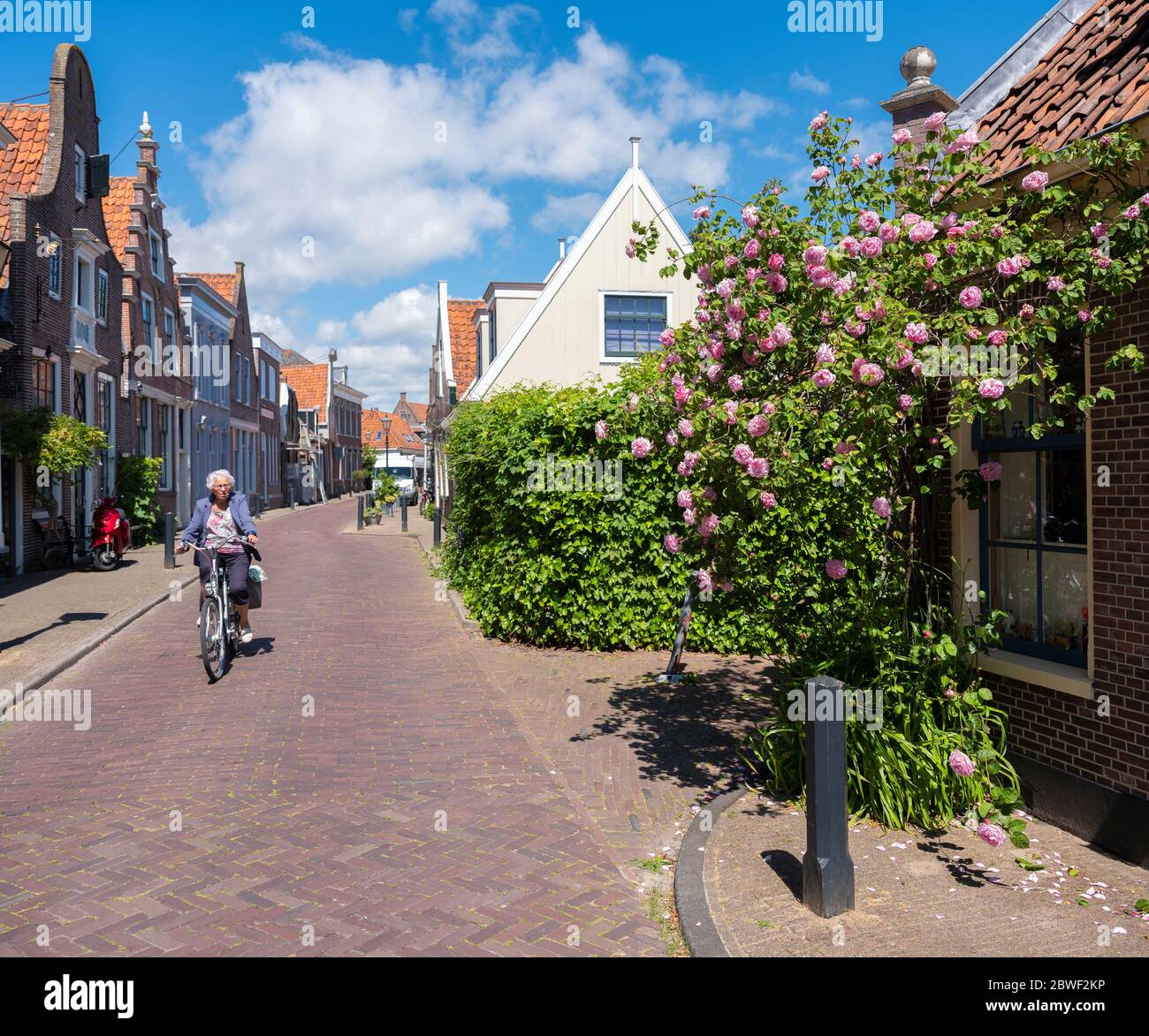 old lady on bicycle passes pink roses in old street of edam in holland ...