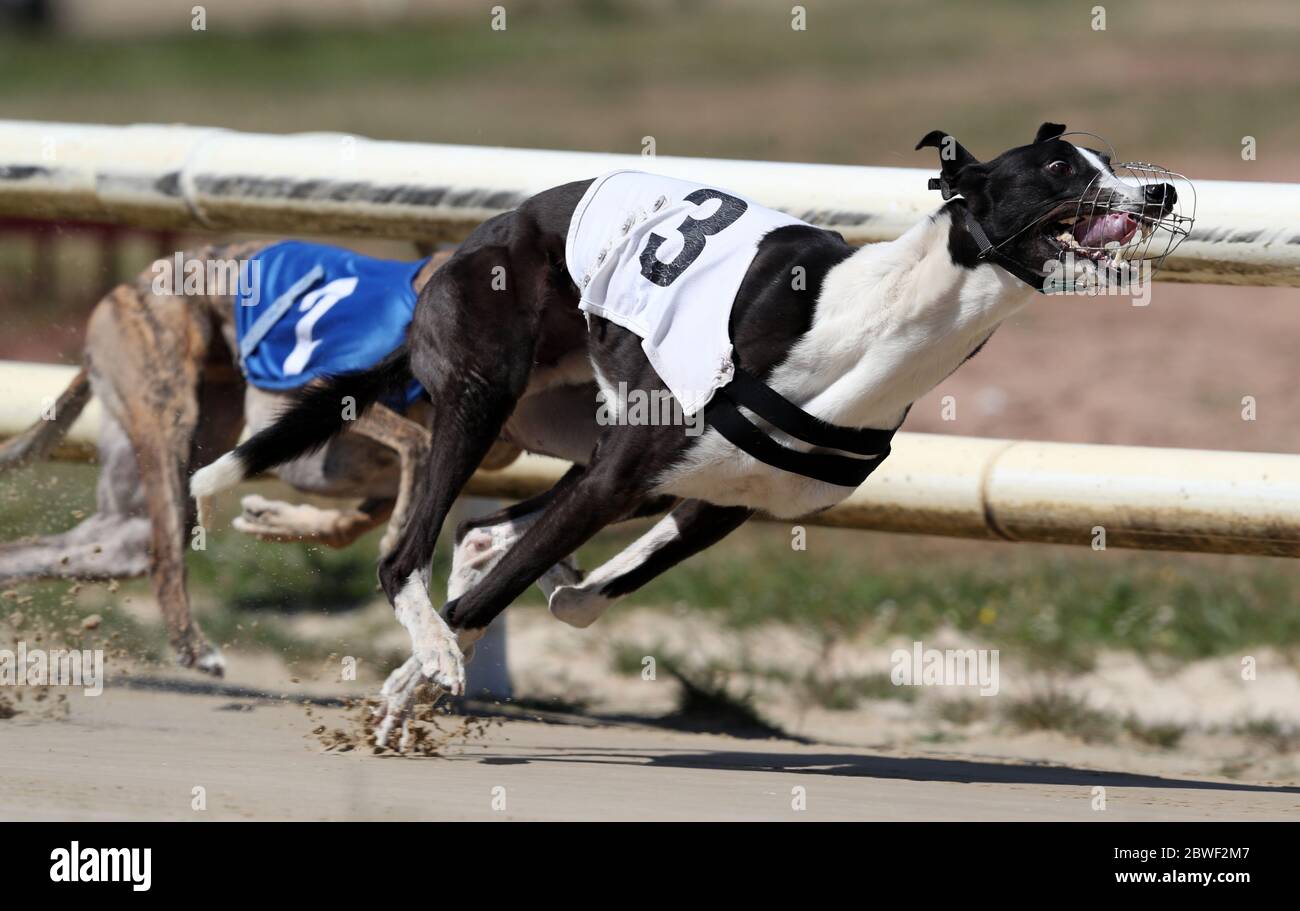Almanzor goes on to win the 11:51 at Perry Barr Greyhound Stadium Stock ...