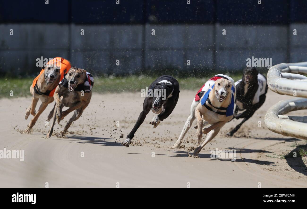 Greyhounds in action during the 12:51 at Perry Barr Greyhound Stadium ...