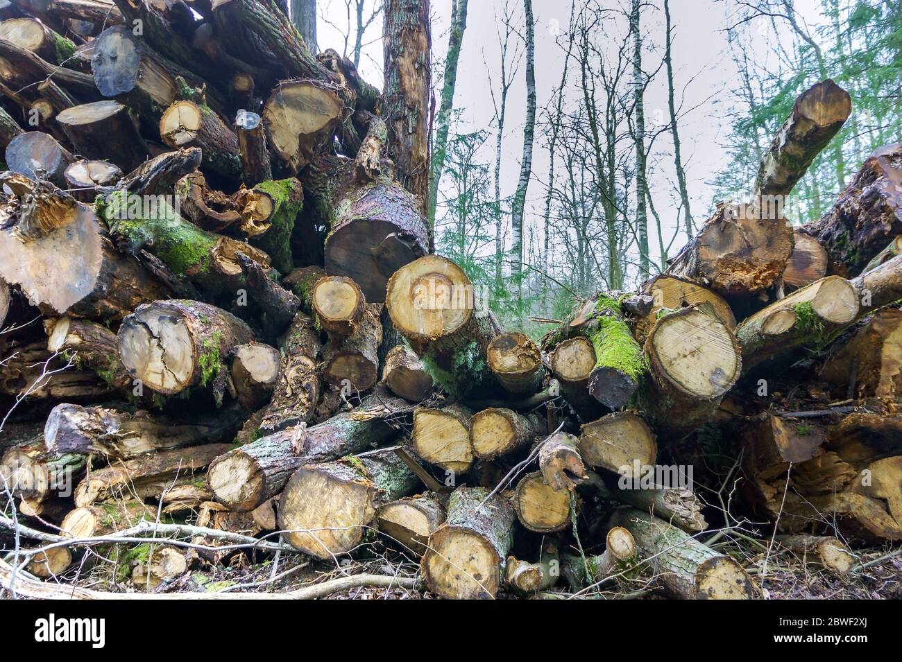 felled trees in a stack, logs from felled tree trunks Stock Photo - Alamy