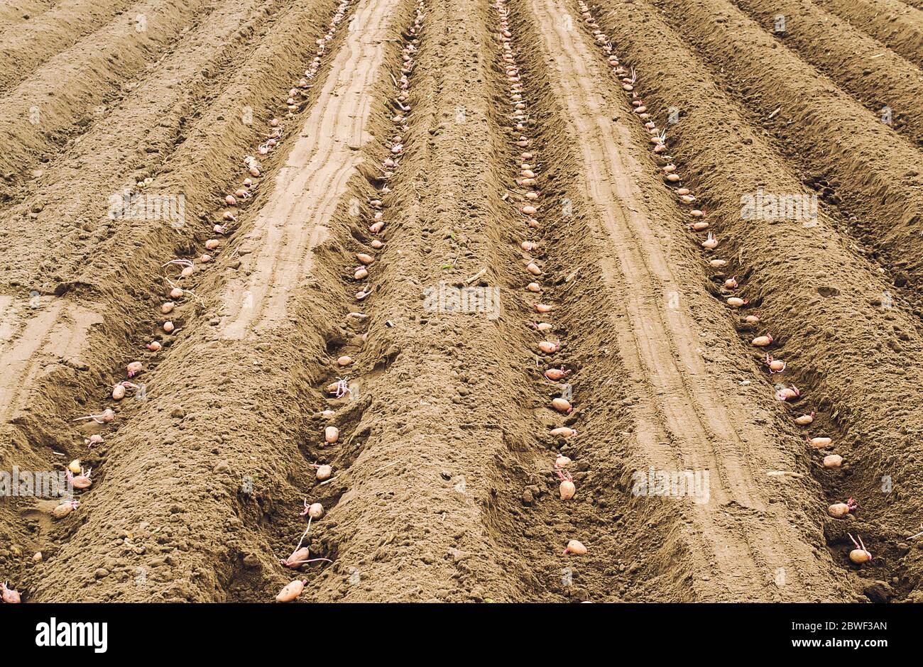 Seed sprouted potatoes are planted in rows in the ground before soil digging closing. The ...