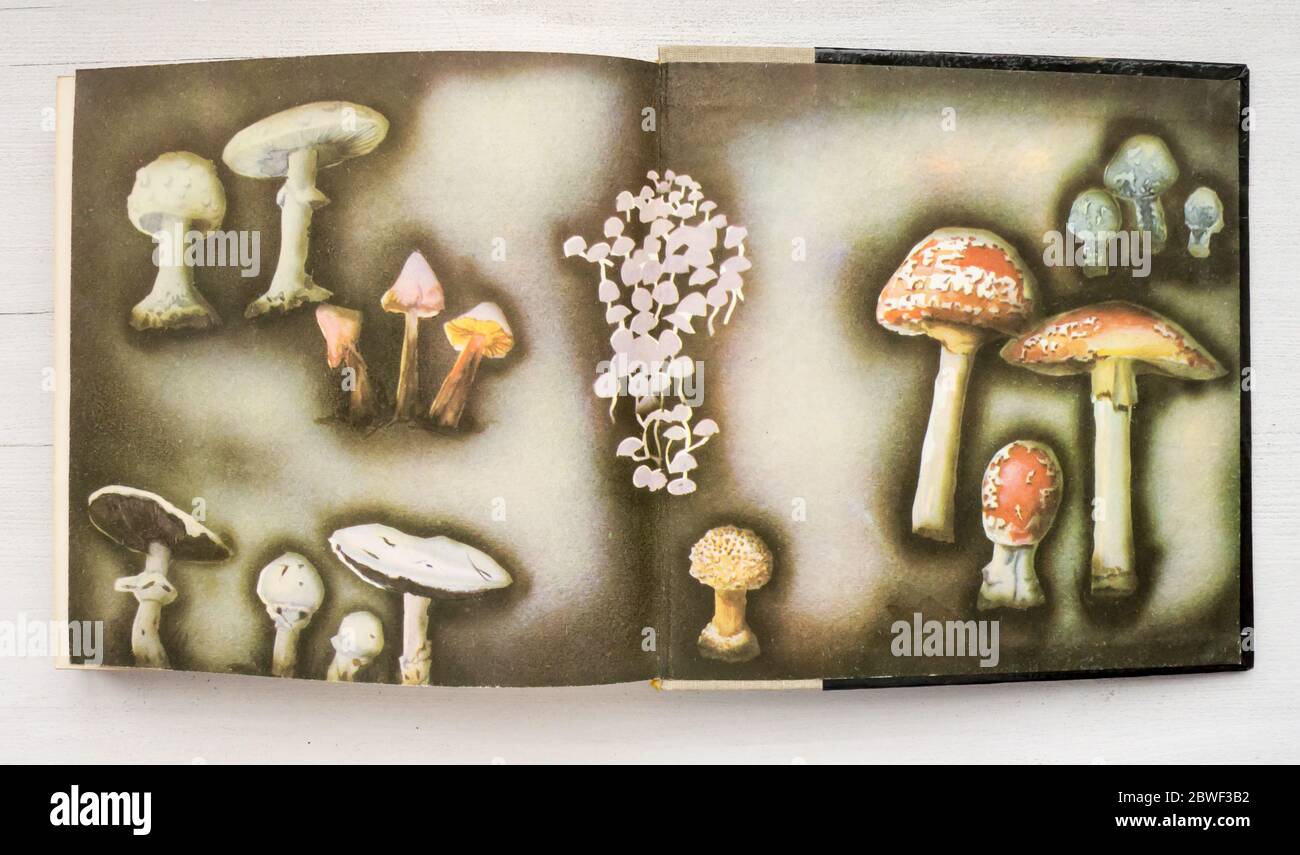 Macromycetes (Catalog of mushrooms), published by the Higher School ...