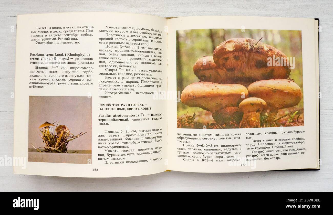 Macromycetes (Catalog of mushrooms), published by the Higher School ...