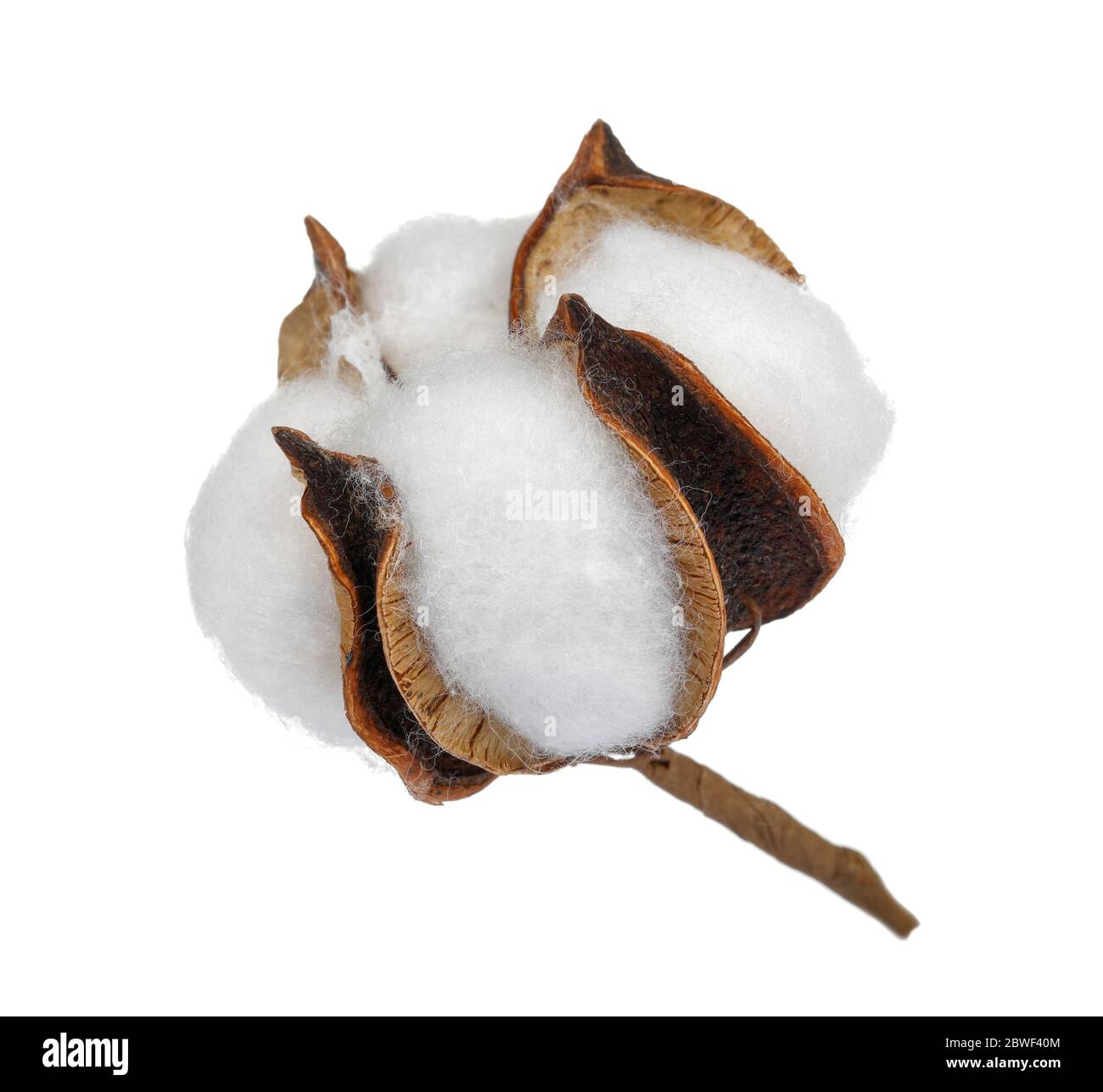 Cotton boll isolated on white background. Studio shot Stock Photo - Alamy
