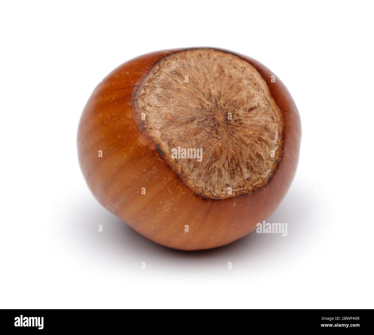 Single hazelnut isolated on white background Stock Photo - Alamy