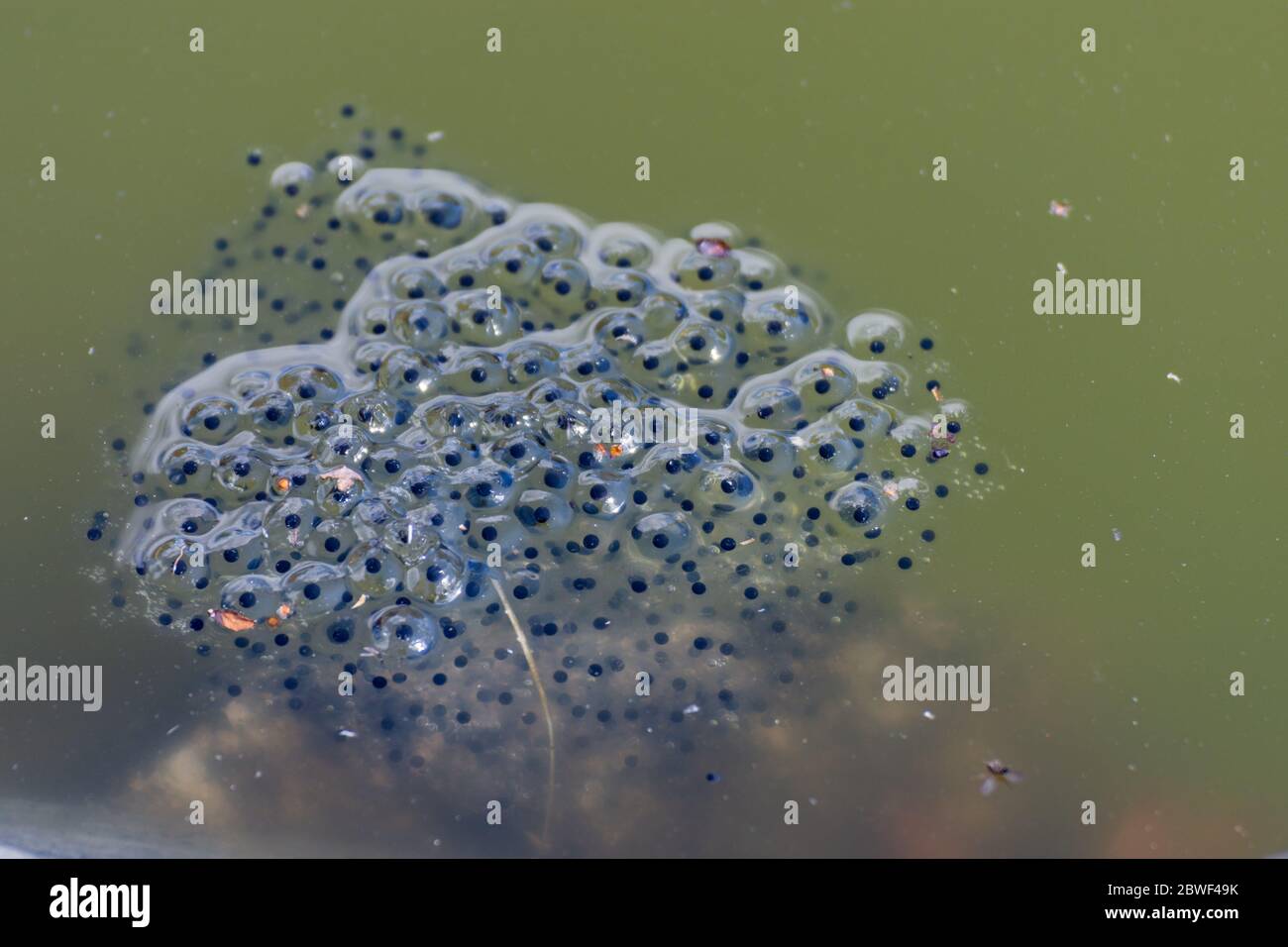 Close-up of floating frogspawn in a little puddle, picture from ...