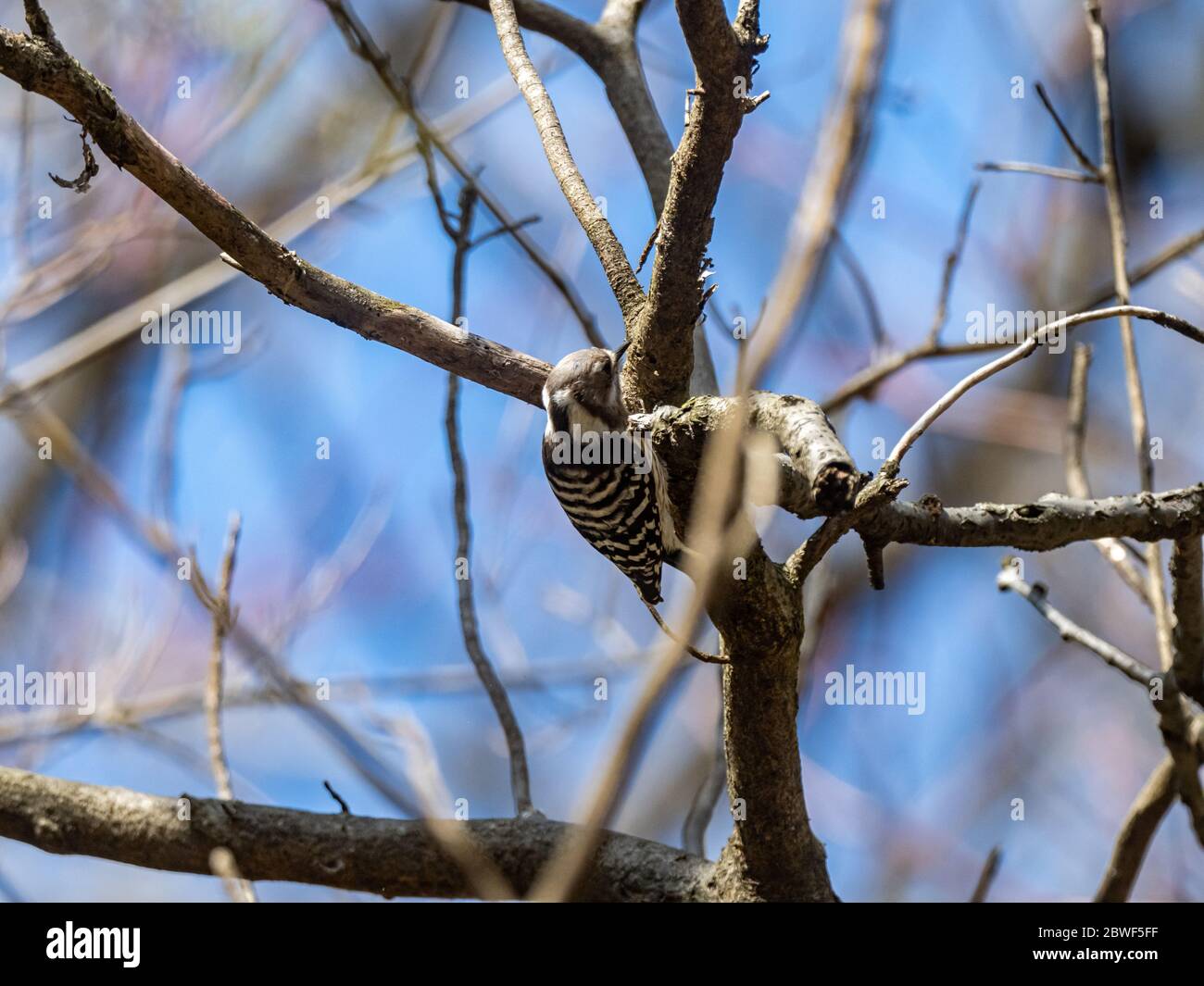 A Japanese pygmy woodpecker, Yungipicus kizuki, perches on the trunk on ...