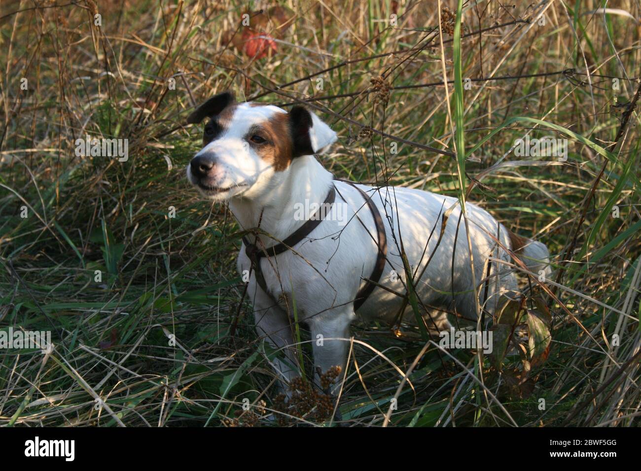 Grass mites hi-res stock photography and images - Alamy