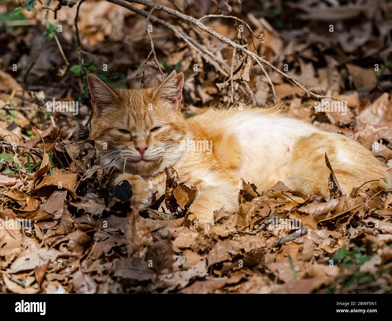 Stray cat naps in hi-res stock photography and images - Alamy