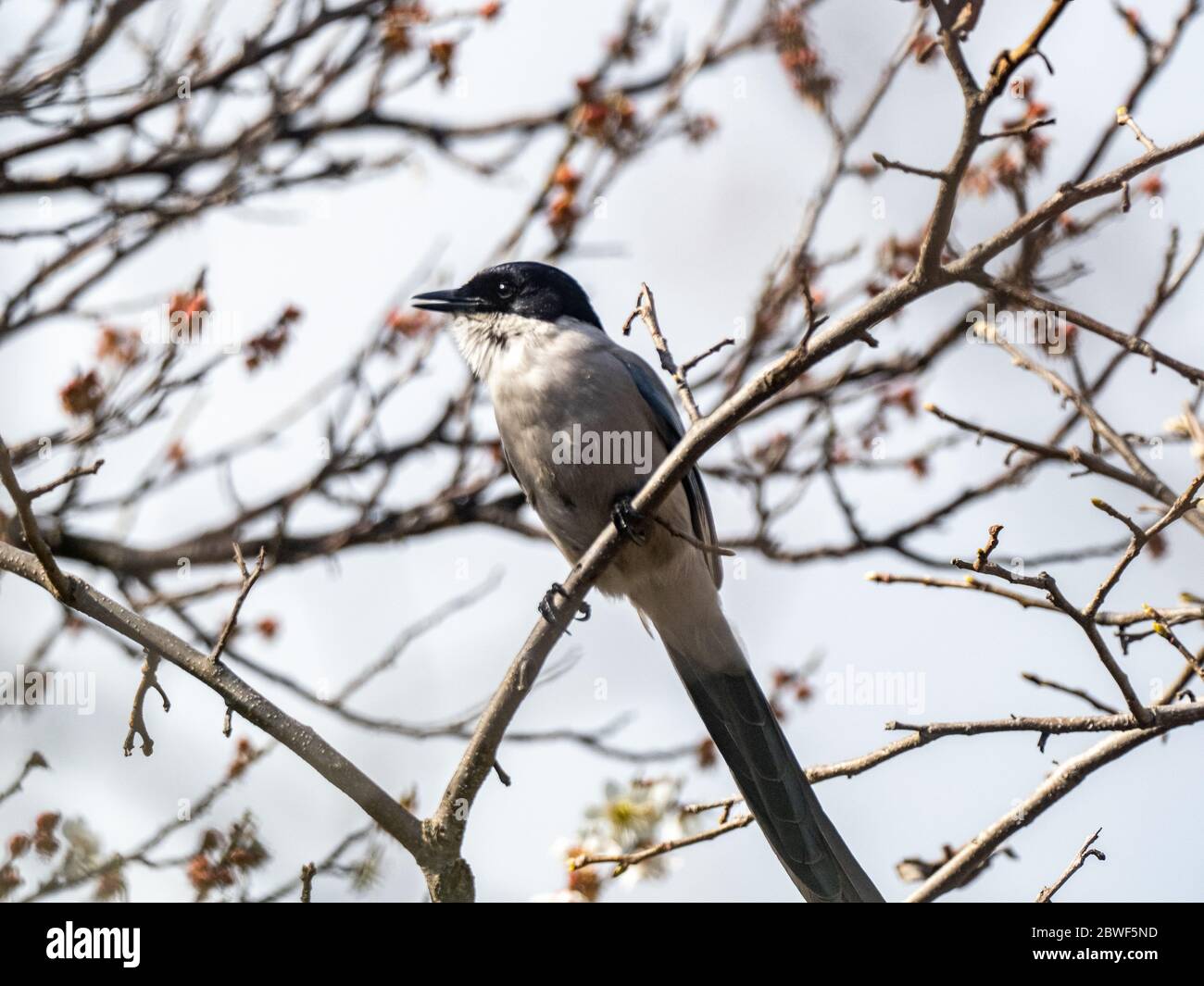 An azure-winged magpie, Cyanopica cyanus, perched in a forest tree in a ...