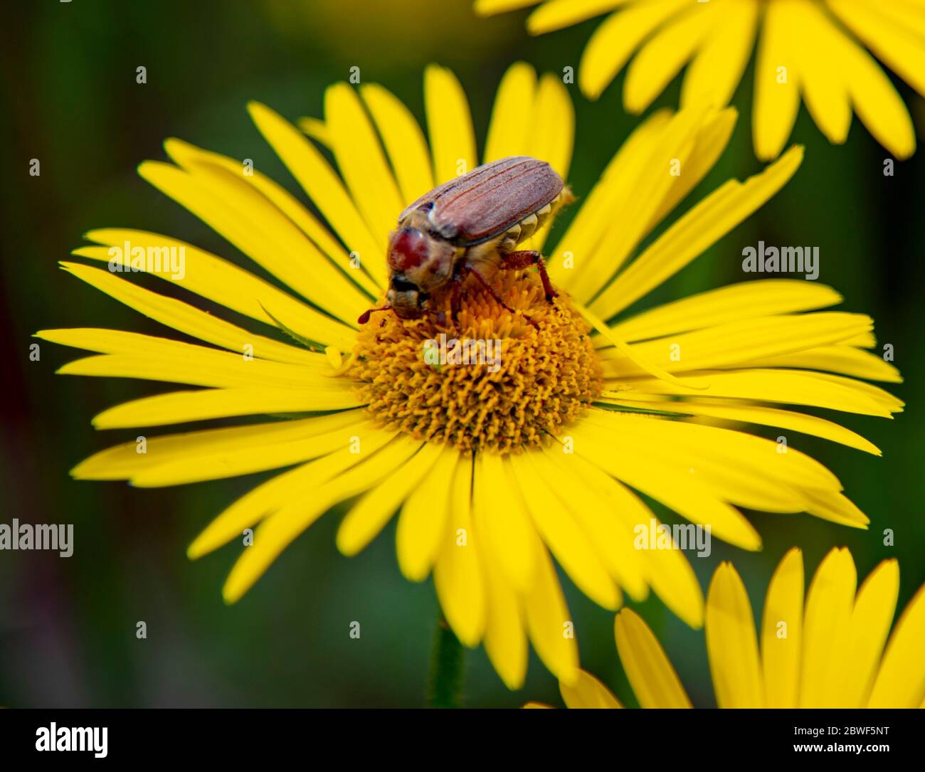 June bug , the cockchafer,is a large yellow Daisy Stock Photo - Alamy