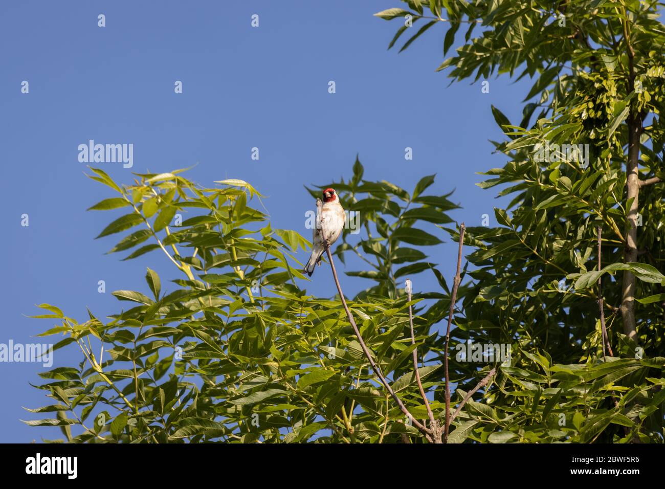 European Goldfinch enjoying the spring sunshine Stock Photo - Alamy