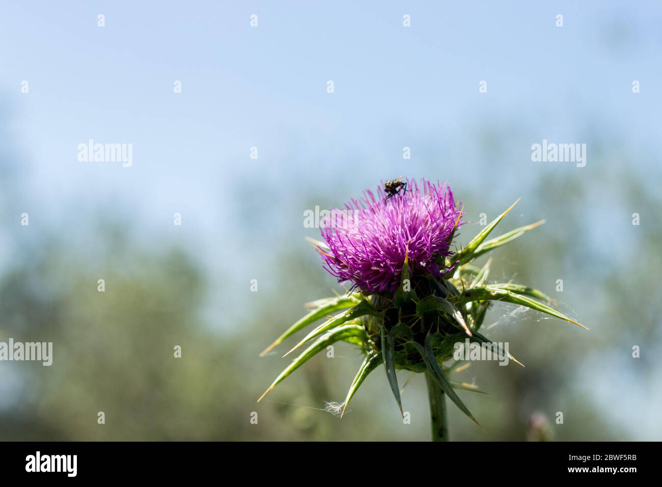 Barbed thistle High Resolution Stock Photography and Images - Alamy