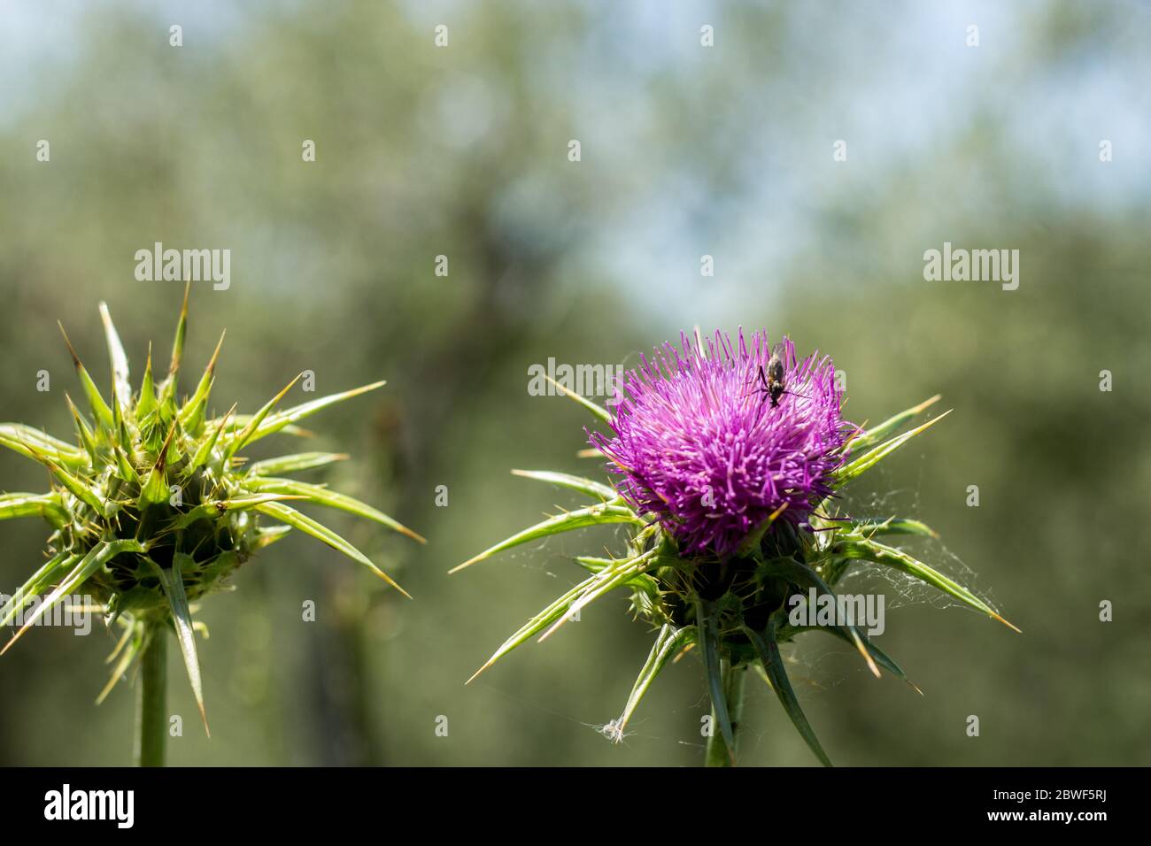 Barbed thistle High Resolution Stock Photography and Images - Alamy