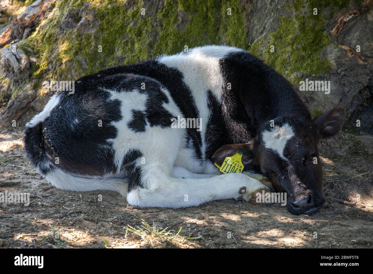 Calf shade hi-res stock photography and images - Alamy