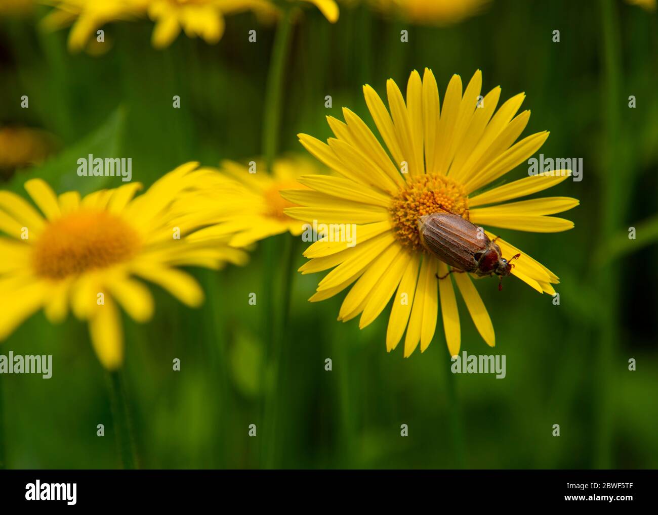 June bug , the cockchafer,is a large yellow Daisy Stock Photo - Alamy