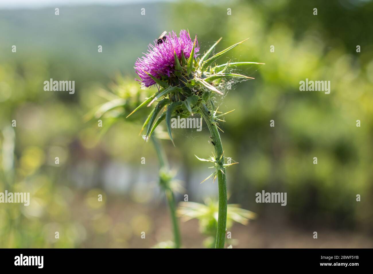 Barbed thistle High Resolution Stock Photography and Images - Alamy