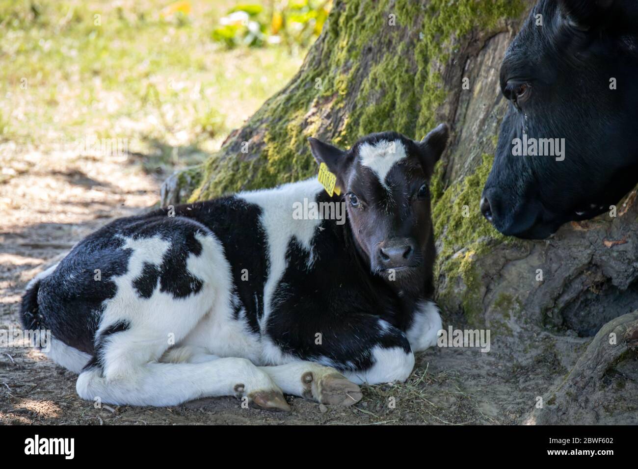 Calf shade hi-res stock photography and images - Alamy