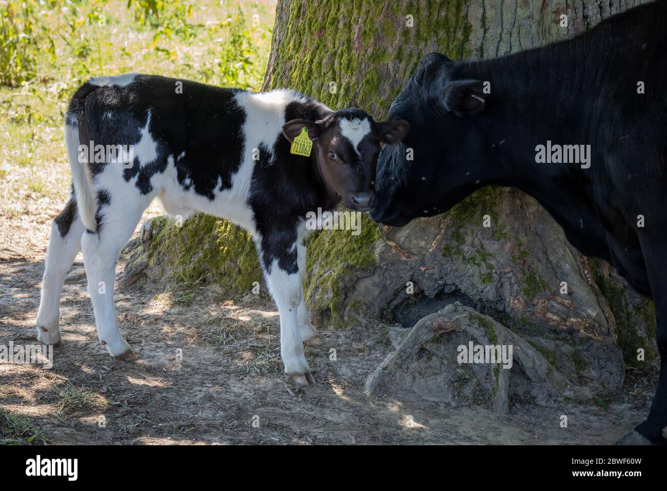 Calf shade hi-res stock photography and images - Alamy