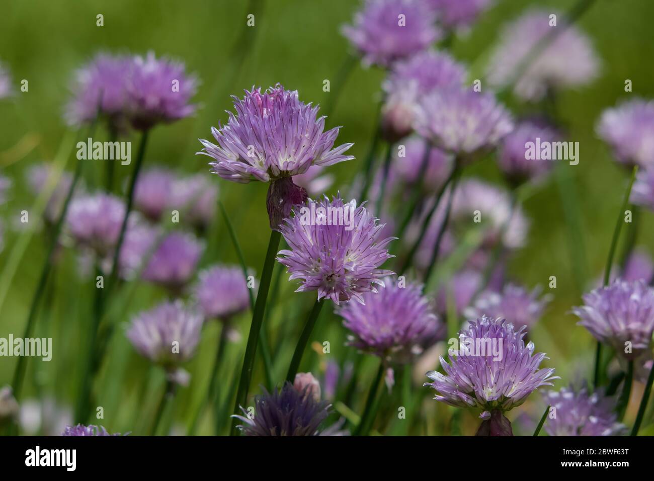 Flowers of the Chive herb. It is a species of flowering plant that ...